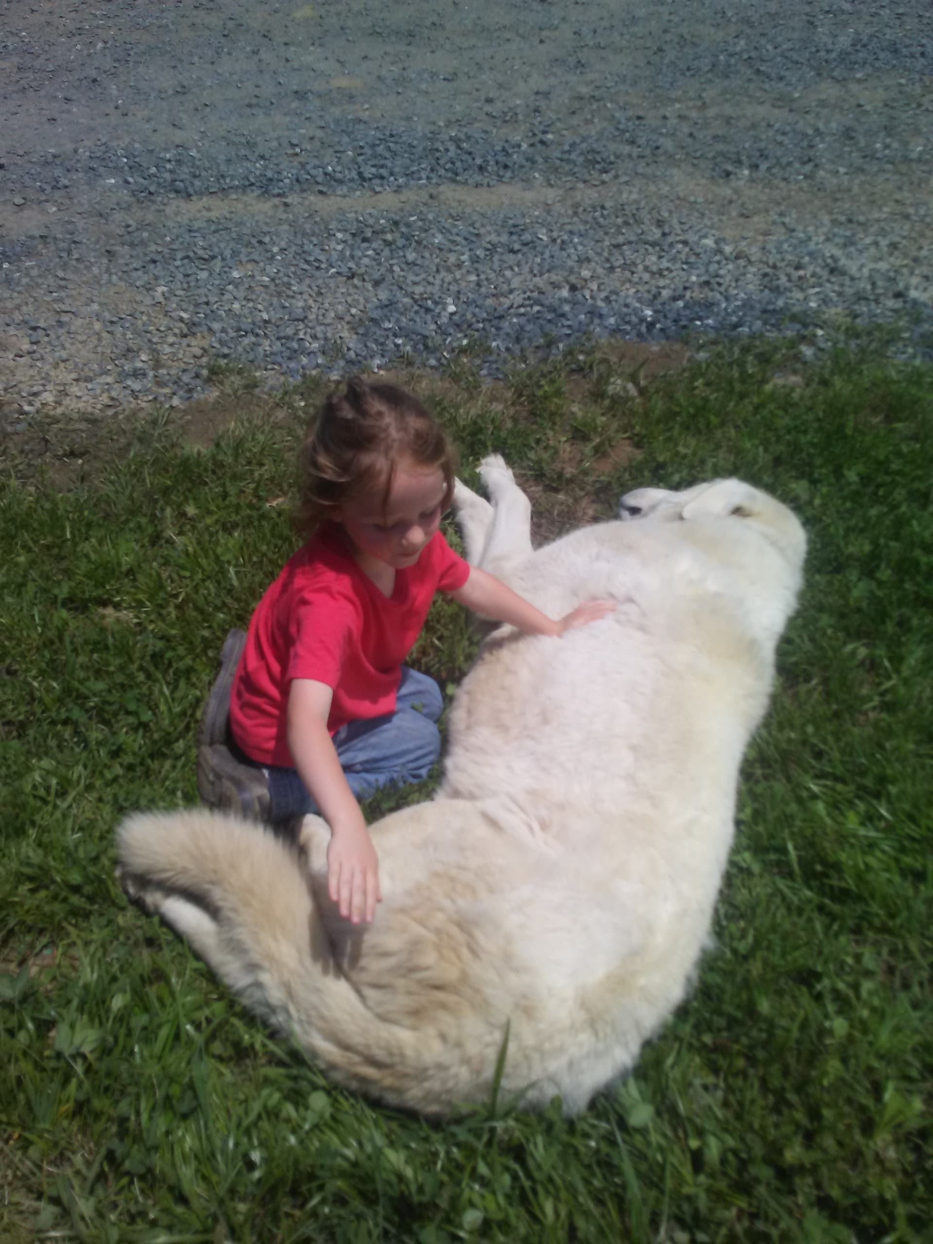 Our Visit To Polyface Farm – The Pilgrim Homestead