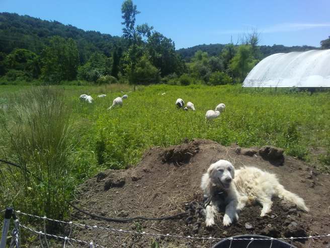 Our Visit To Polyface Farm – The Pilgrim Homestead