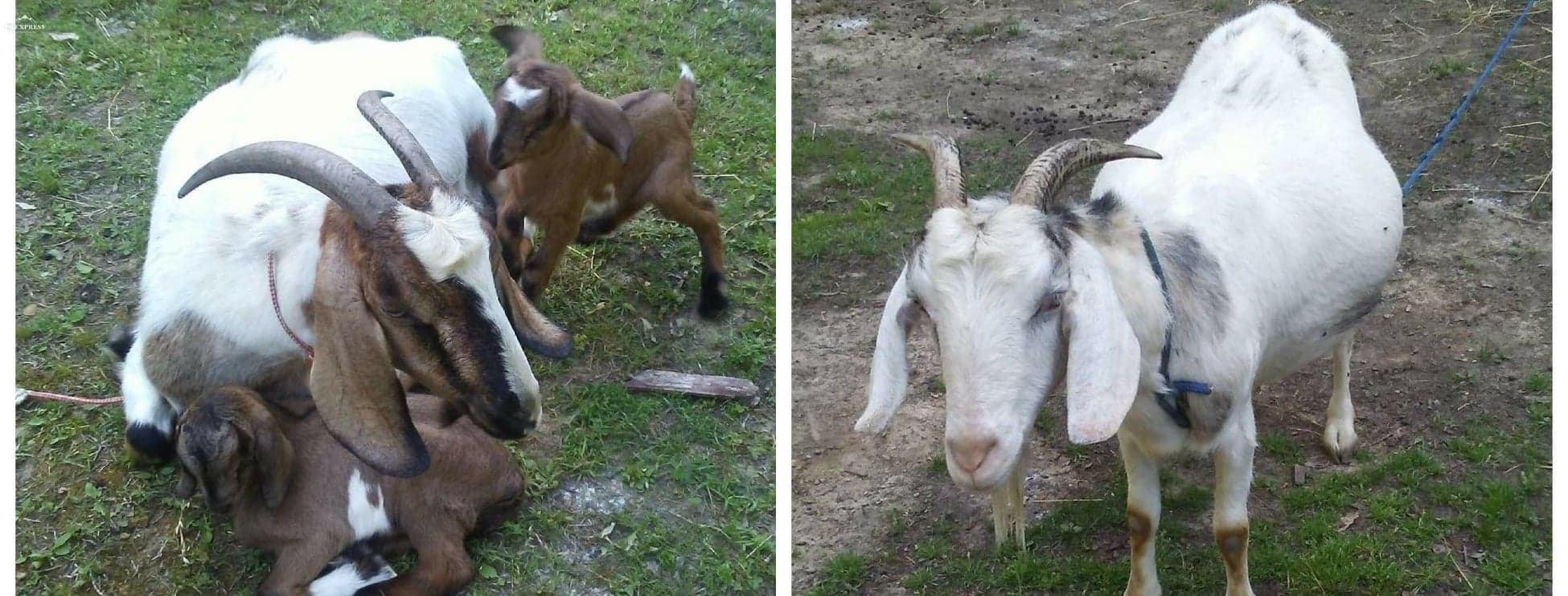 Saying Goodbye (to the Goats) – The Pilgrim Homestead