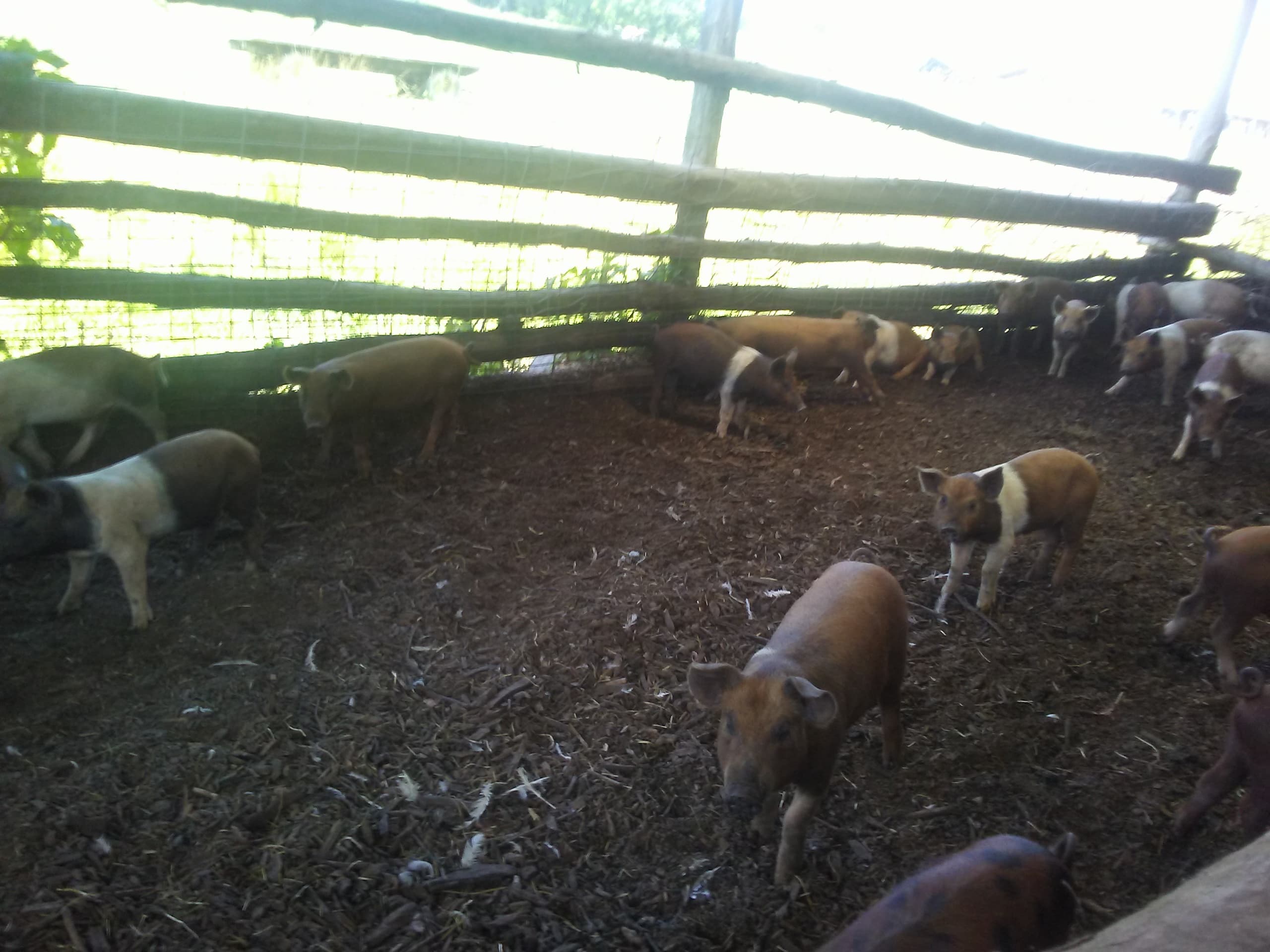 Our Visit To Polyface Farm – The Pilgrim Homestead