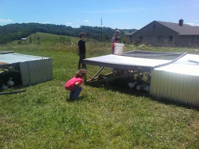 Our Visit To Polyface Farm – The Pilgrim Homestead