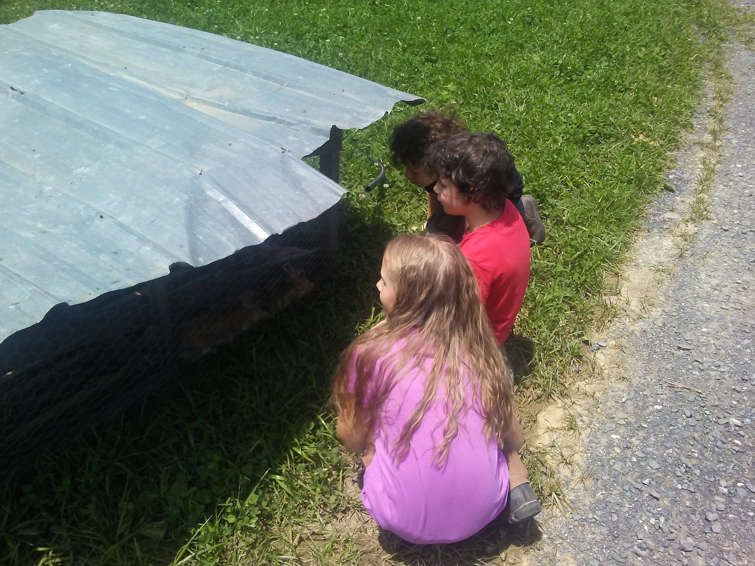 Our Visit To Polyface Farm – The Pilgrim Homestead