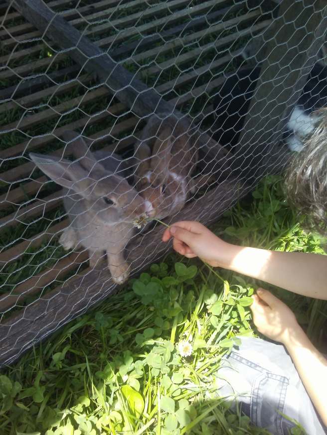 Our Visit To Polyface Farm – The Pilgrim Homestead